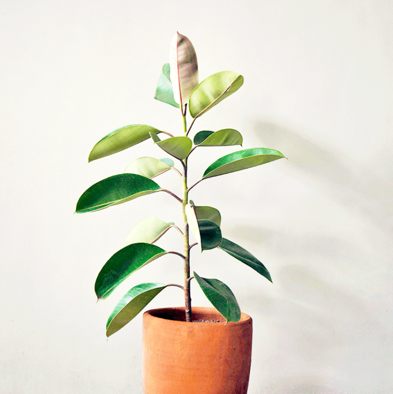 Red Rubber Tree – Balcony and Gardens